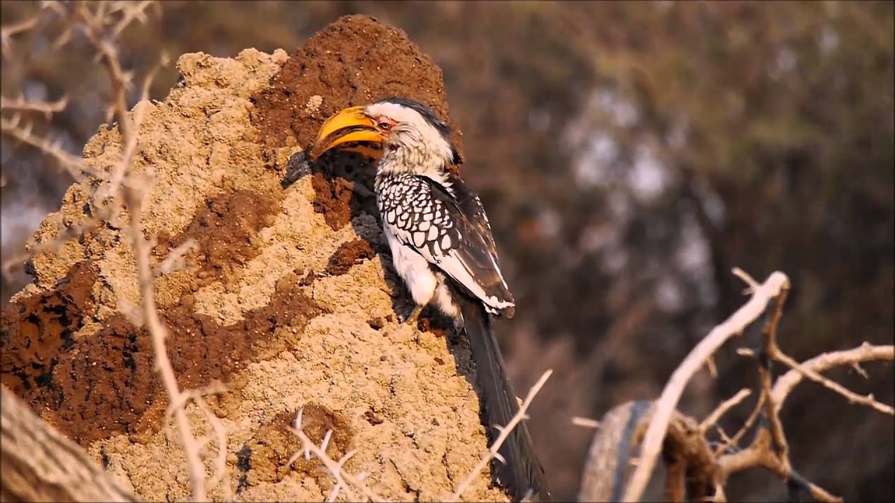 Birds of Namibia - YouTube
