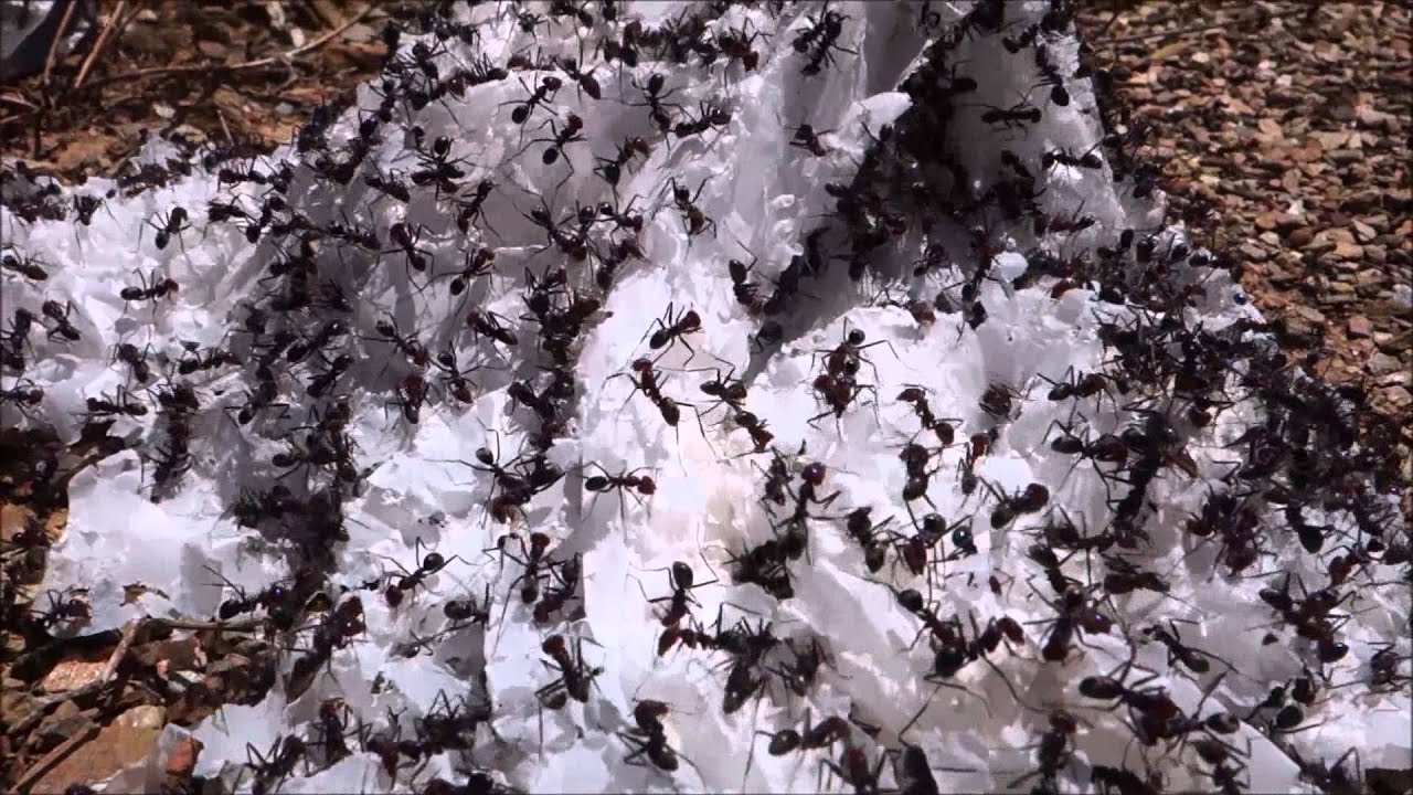 Ant Sound - YouTube