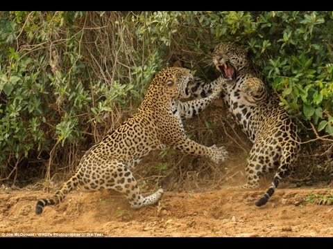 Jaguar fight in zoo - YouTube