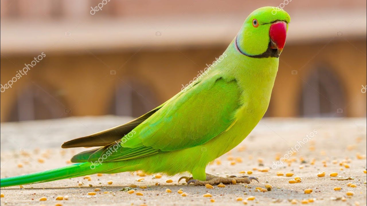 Paro taking/parrot love mirchi video/birds YouTube video/pet birds ...