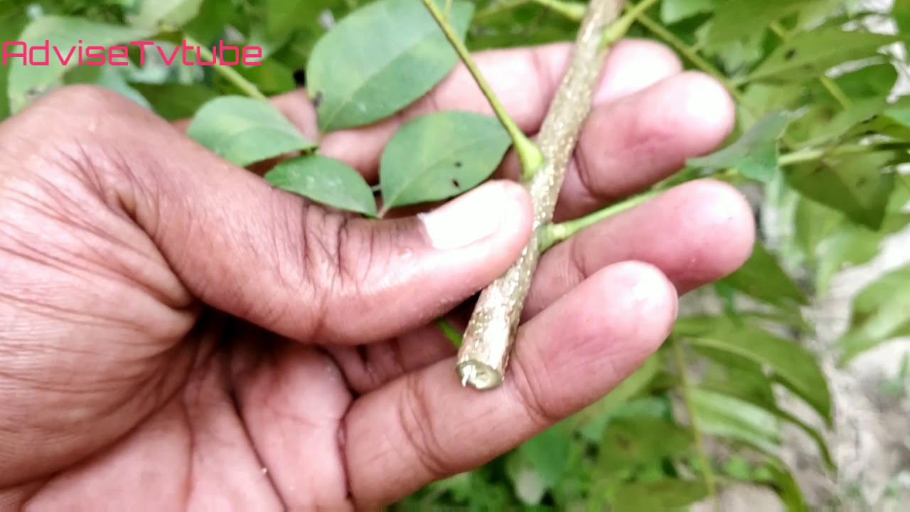 कड़ी पत्ता / मीठी नीम के के पौधे की कटिंग (कलम) कैसे लगाएं | curry tree ...