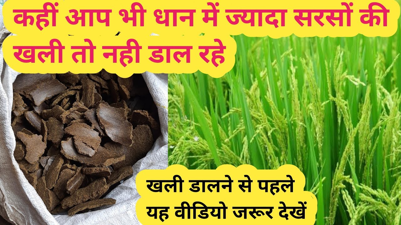 Dhan me sarso ki khali ka prayog / धान में सरसों की खली का प्रयोग कब और ...