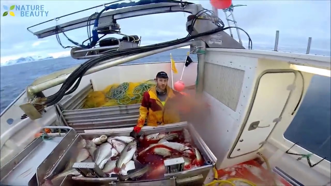 Amazing Automatic Lines, Catching and Processing Fish Right on Ship ...