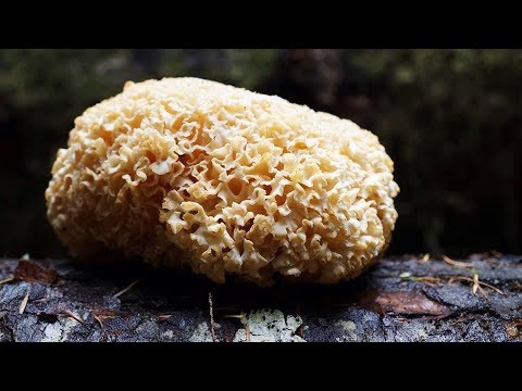 Cauliflower Mushroom "Sparassis" with Michael Vossen - YouTube