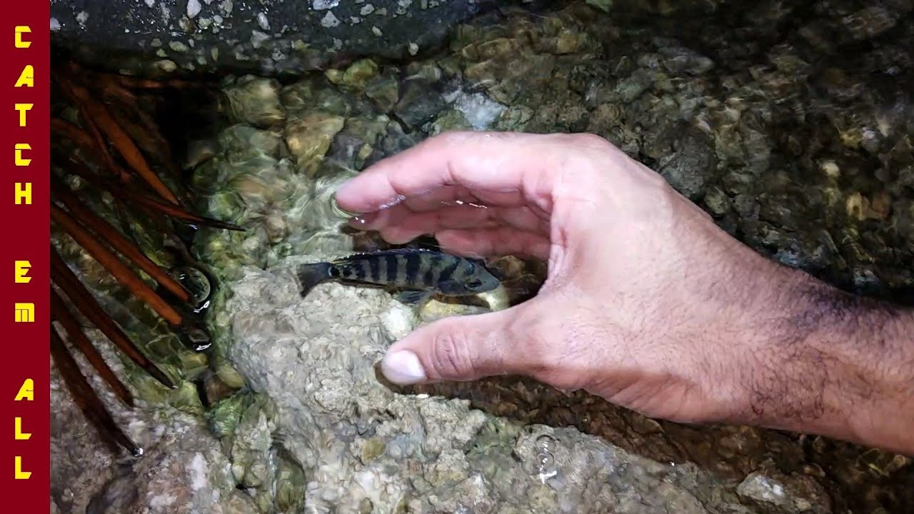LIVE Freshwater Fish FOUND LOST in OCEAN from Hurricane Irma! - YouTube