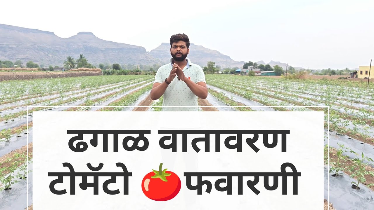 ढगाळ ☁️वातावरणात टोमॅटो 🍅पिकावर कोणती फवारणी घ्यावी/sanchar 40+ Indofil ...