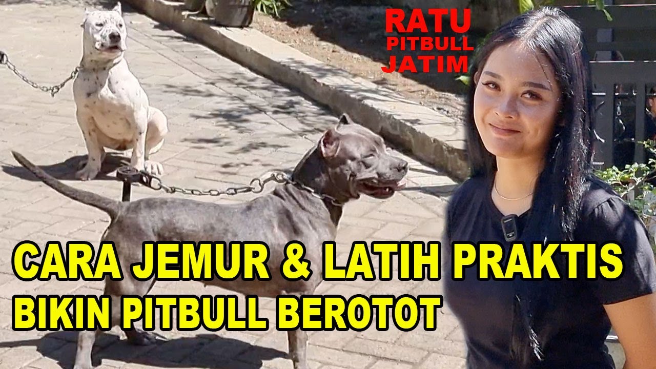 Bikin Pitbull Berotot Ala Ratu Pitbull Jatim - YouTube