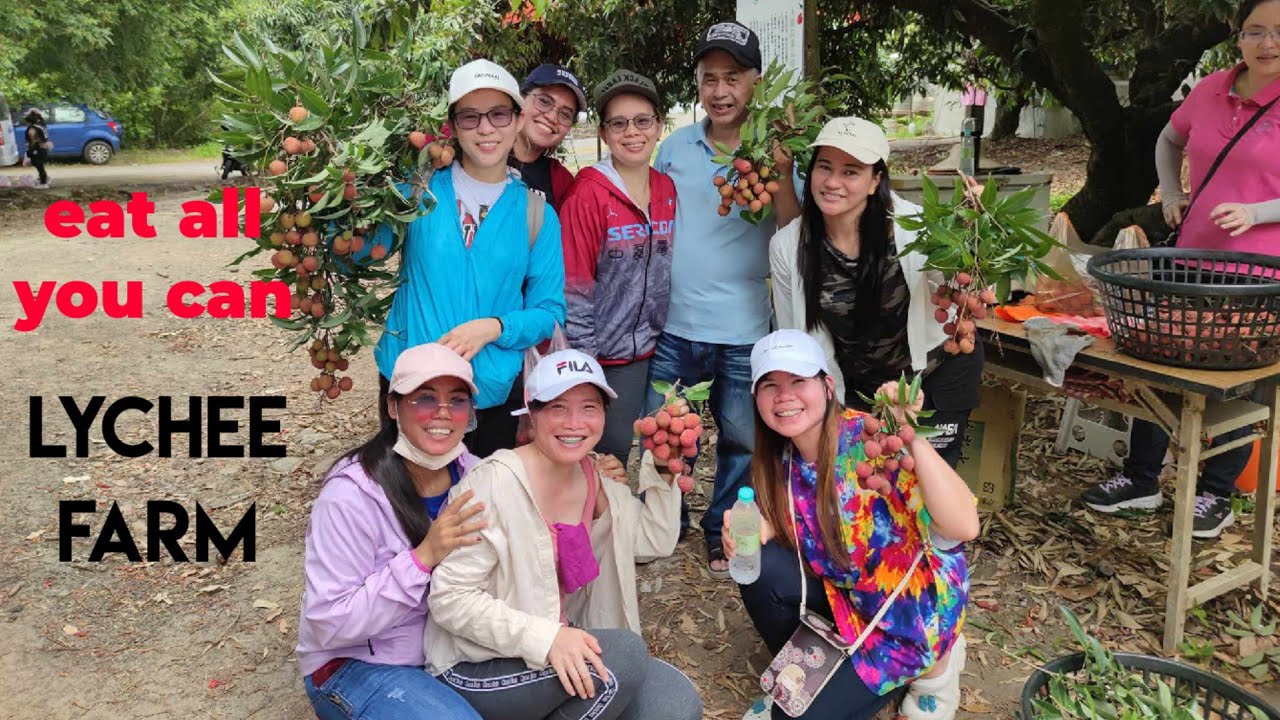 the sweetest and largest lychee farm plantation || fresh from the tree ...