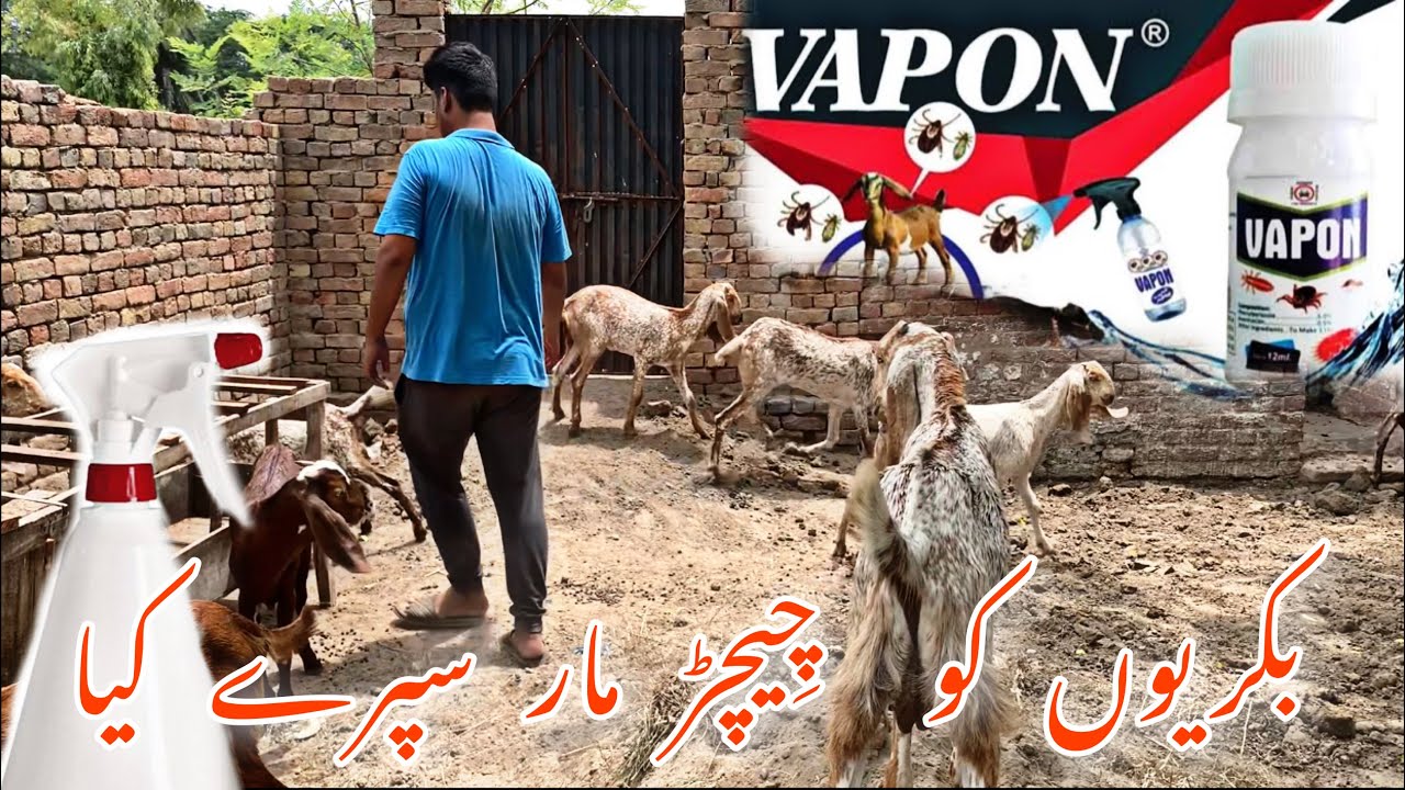 Bakriyon Ko Chichr Hogyy 😭 - YouTube