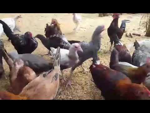 almost 3 months old cockerels from garces bros gamefarm - YouTube