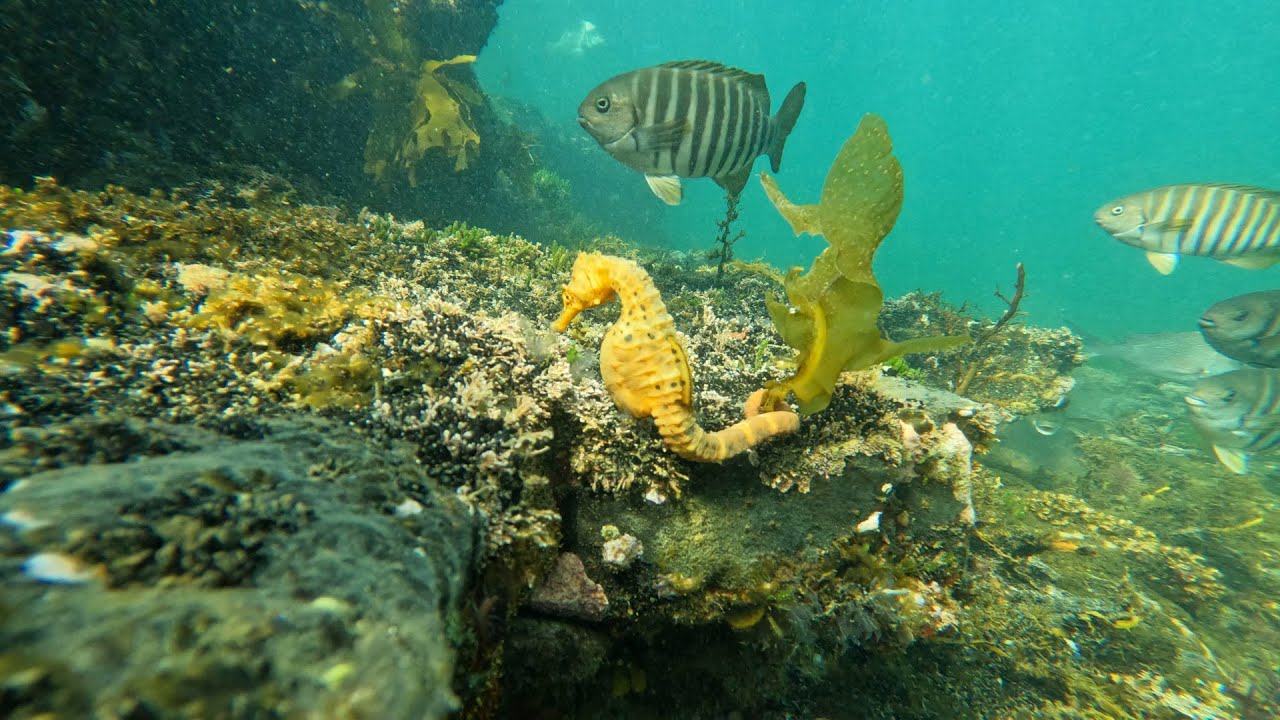 Ricketts Point Marine Sanctuary (summer) - YouTube