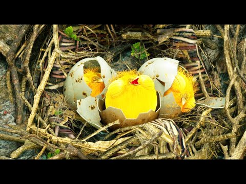 3 GOLDEN SNIDGET and they are so CUTE #hogwartslegacy #goldensnidget # ...