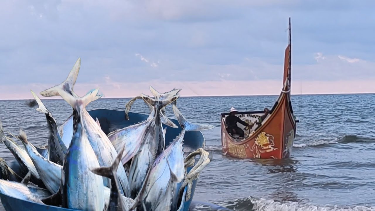 Fishing Boat Catches Lots of Skipjack Fish | Best Fishing Boat - YouTube