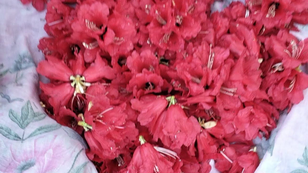 ham laye burash ke phool or ️🌸...or raat ko Gaye saroj bhabhi ke ghar ...