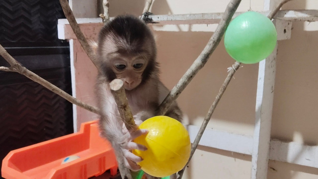 SO CUTE AND ADORABLE SEEING THE BABY MONKEY BENI PLAYING IN THE BALL ...