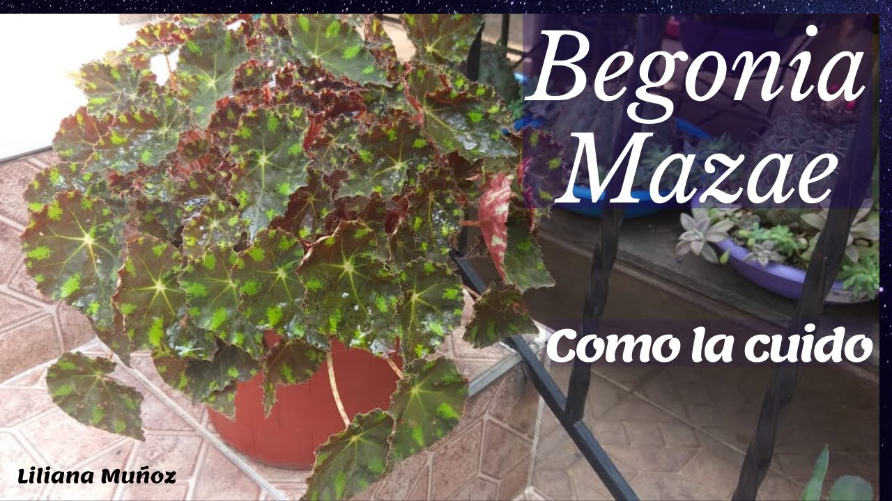 BEGONIA MAZAE / Como la cuido / Liliana Muñoz - YouTube