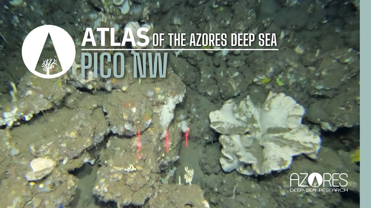 Pico NW island slope | ATLAS of the Azores deep sea - YouTube