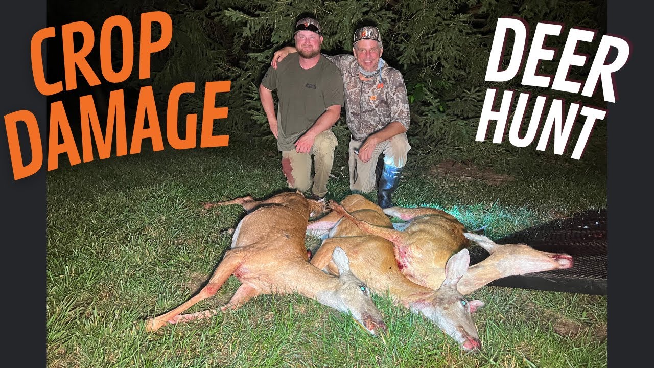 CROP DAMAGE DEER HUNT | DEPREDATION HUNTING - YouTube