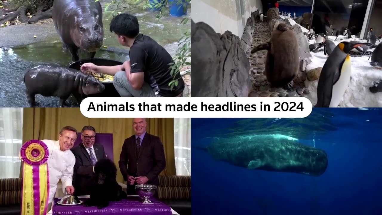 These animals made headlines in 2024 - YouTube