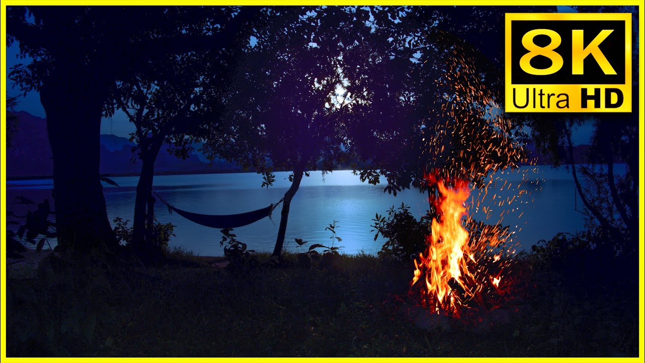 Beautiful Campfire in Forest at Night 🔥🔥 8K UHD Campfire Burning Video ...