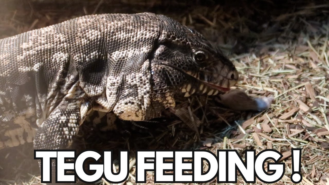 Argentine Black and White Tegu Feeding ! - 100 Days Of Vlogging ( Day ...
