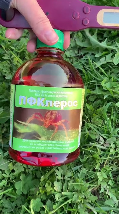 Обработка смородины от почковова клеща🪲. ПФКлерос - YouTube