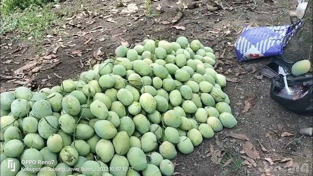 produksi buah mangga terbesar di Jawa barat - YouTube