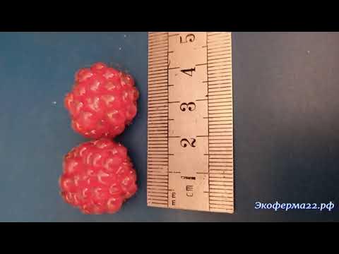 Ежемалина Ред даймонд (красный бриллиант) - YouTube