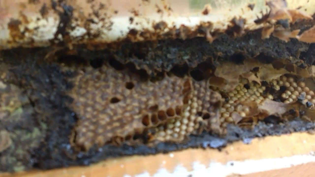 JANDAÍRA ( melipona subnitida ) - YouTube