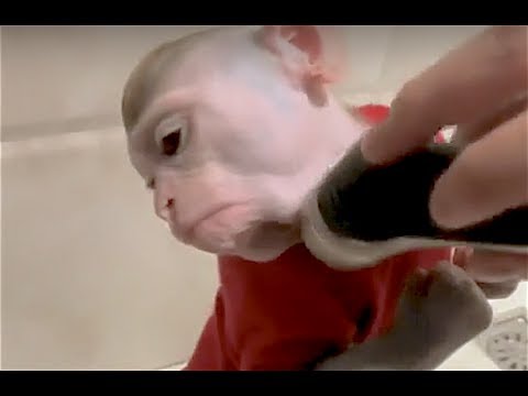 Beard Shaving Monkey... ha ha... - YouTube