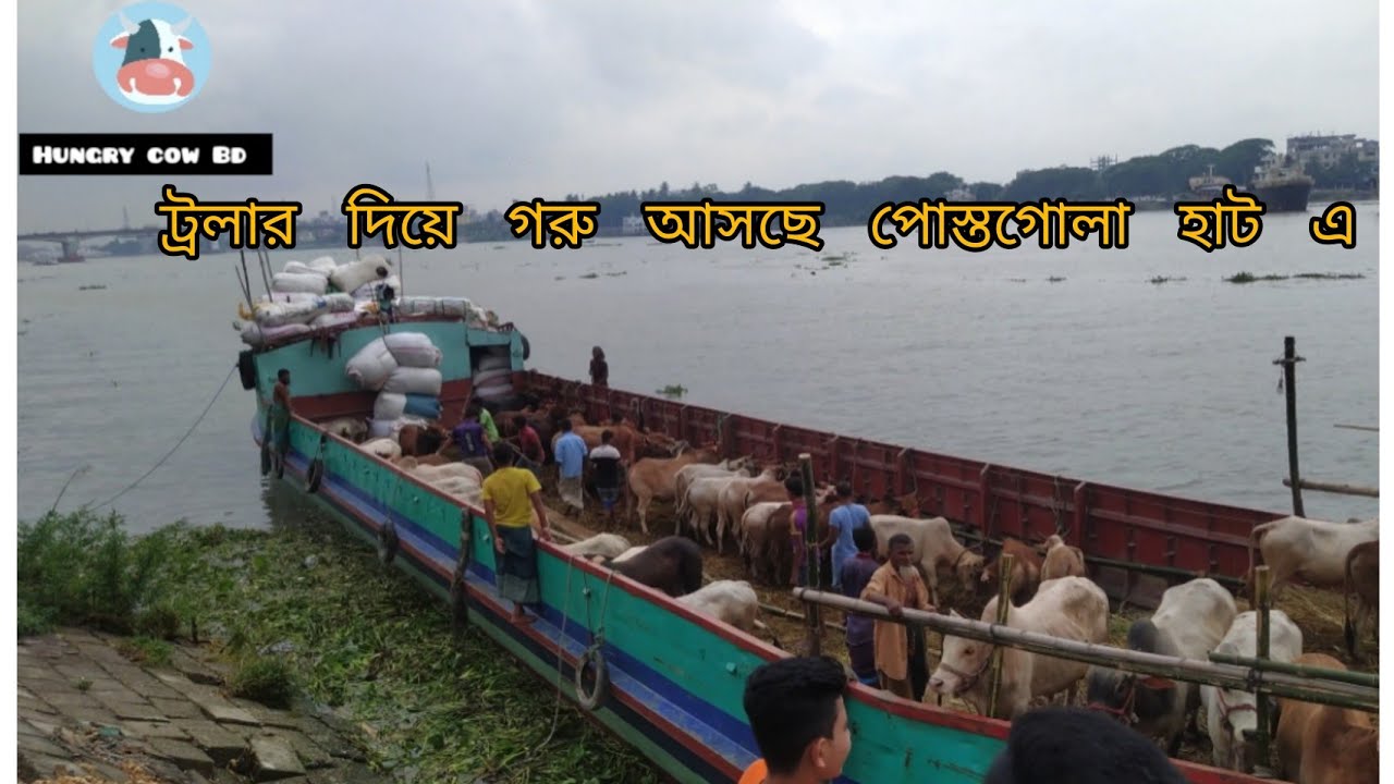 postogola shoshan ghat gorur haat(ট্রলার দিয়ে গরু আসছে) 2022 - YouTube