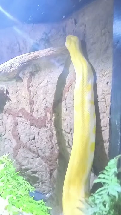 🐍 Fascinating Python Close-Up at Austin Aquarium!#python #travel #snake ...
