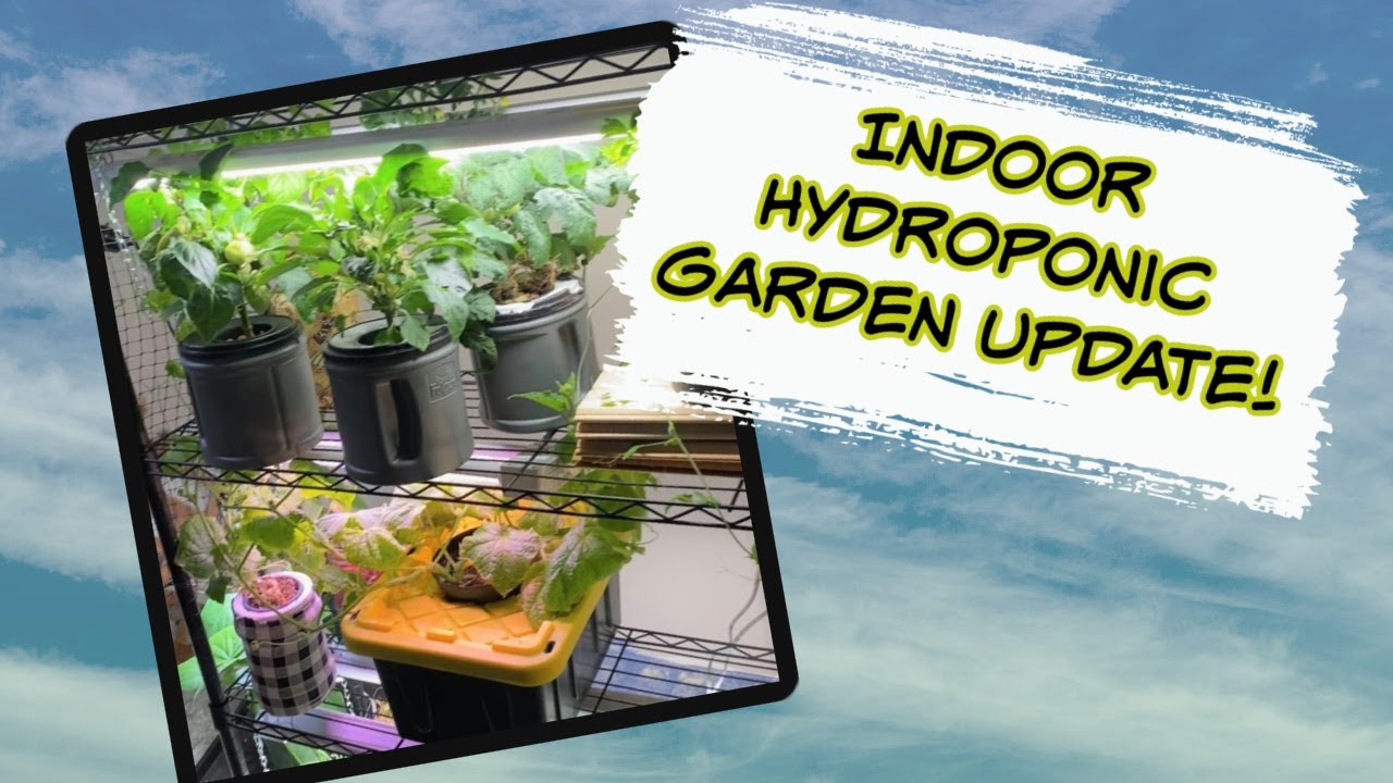Indoor Hydroponic Garden Update - Successes, Failures & New Starts ...
