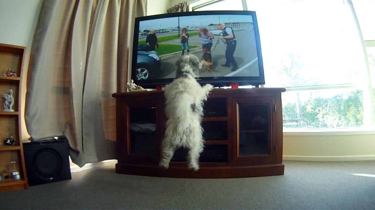 Biggles: Watching Dog Squad-01 - YouTube