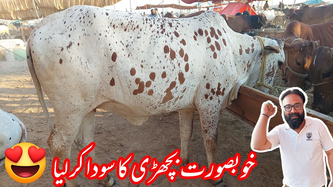 Naseeb ka SODA😍😍 | Sangjani Cow Mandi Latest Updates | Bhatta chowk ...