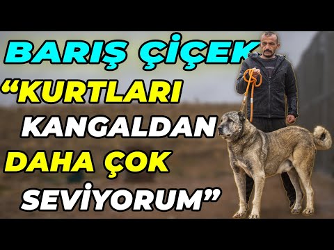 BARIŞ ÇİÇEK KANGALLARI VE PANTER SOYU! | \