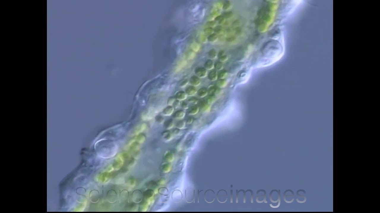 Green Hydra with algae - YouTube
