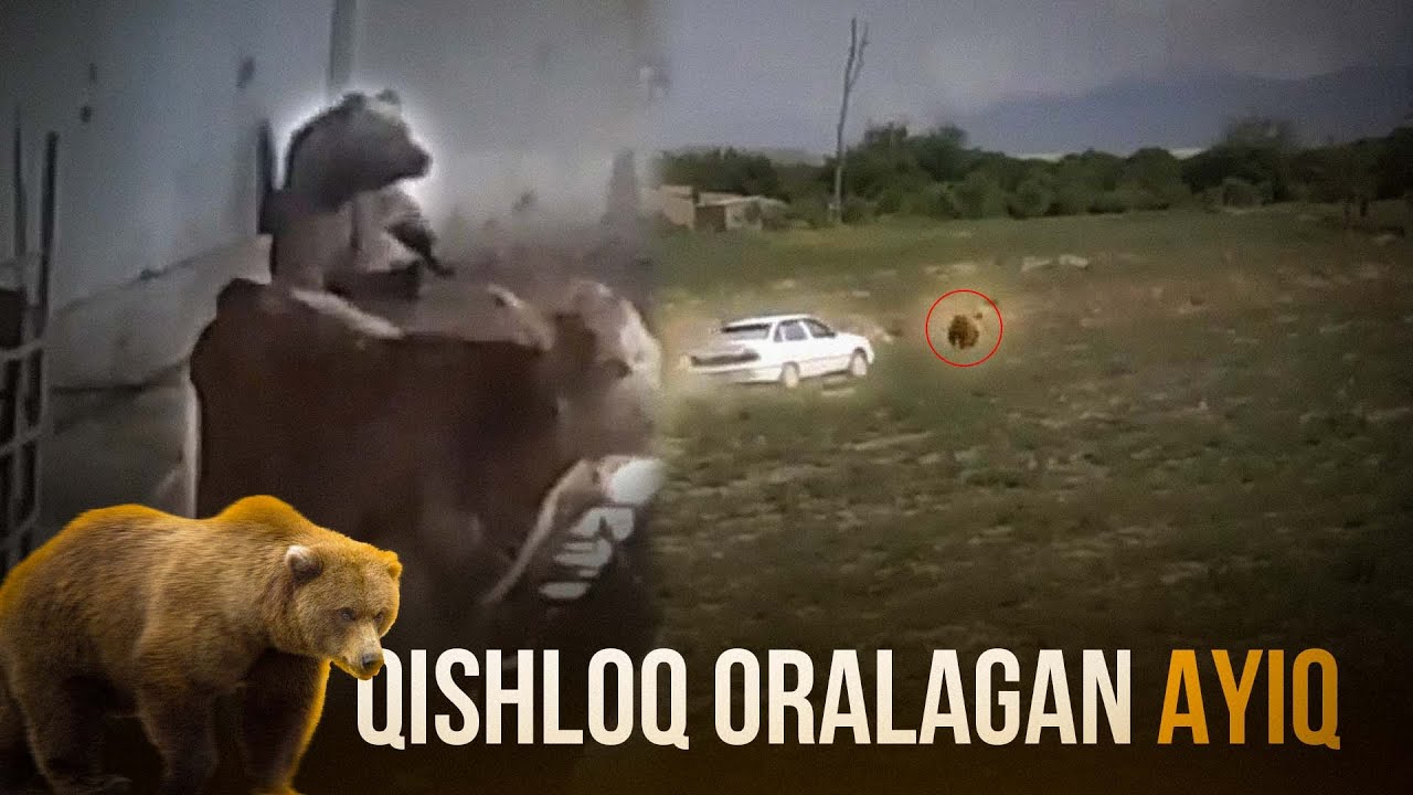Qishloq oralagan ayiq: odamlar taqiqiga uchradi, maktabga kirishga ...