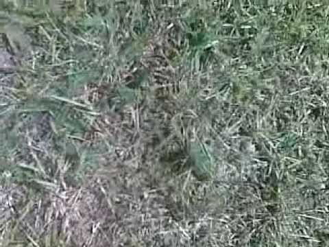 Kastemato - YouTube