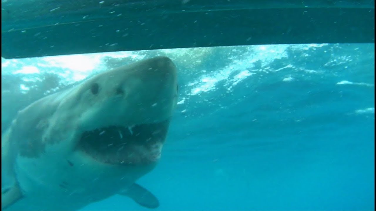 Great White Shark Cage Diving in Australia - YouTube