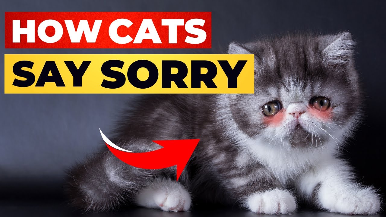 How do Cats Apologize to their Humans? | Cat Behaviors to Know | Cat ...