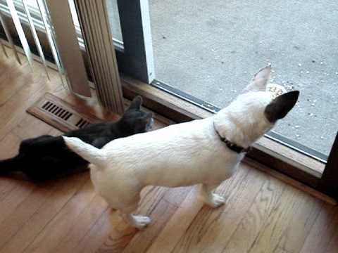 Cat Scares dog - YouTube
