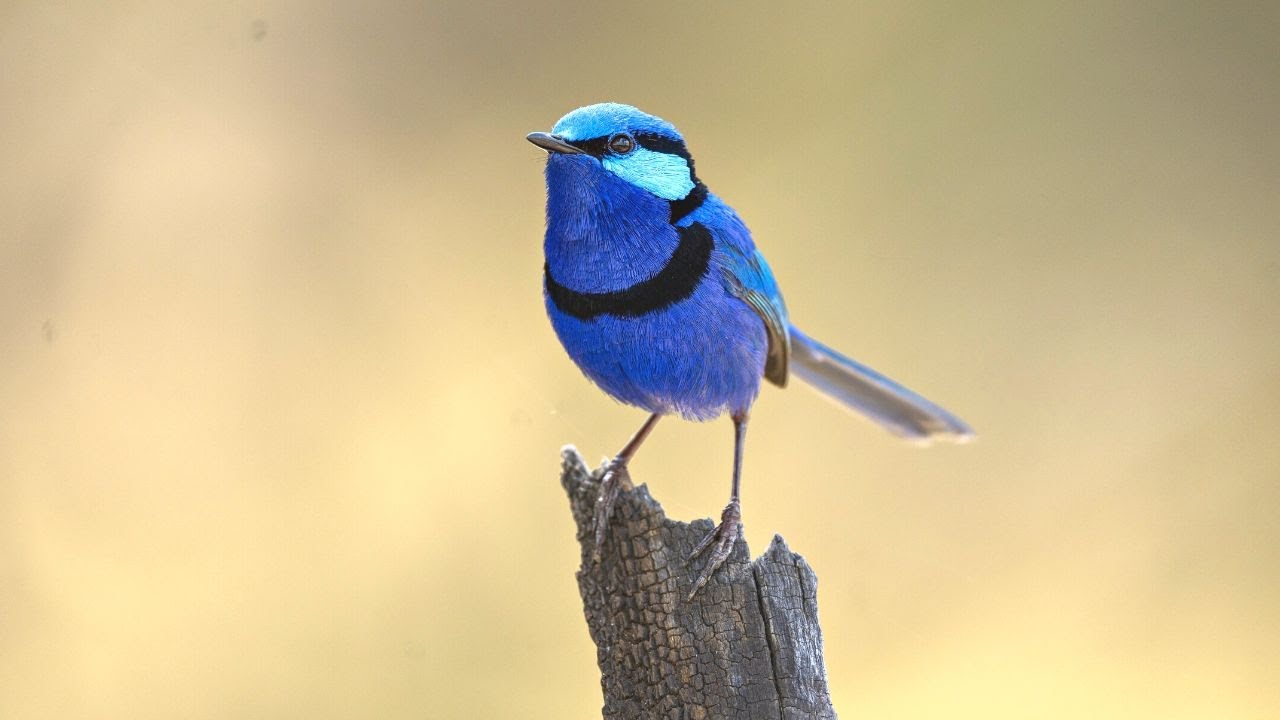 FILMING BIRDS with my NEW lens (Sony 200-600) - YouTube