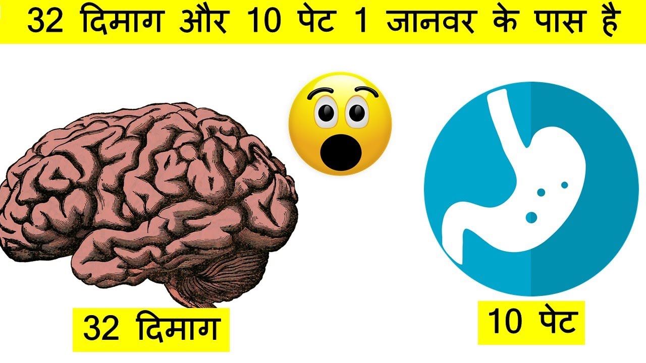 32 10 1 Animal Facts In Hindi Brain 32-10-1-animal-facts-in-hindi-brain