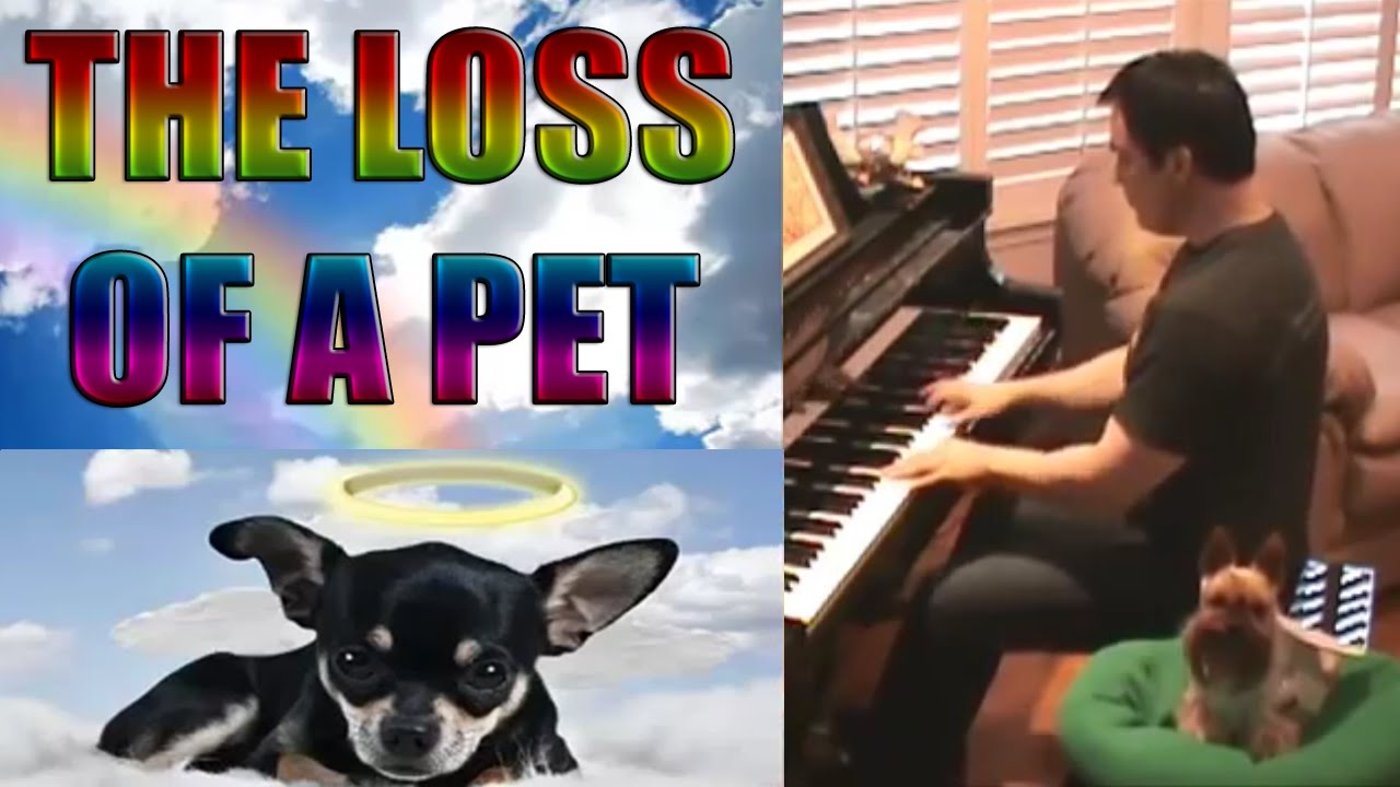 Rainbow Bridge for Lost Dogs & Cats ~ Pianist Don Puryear - YouTube