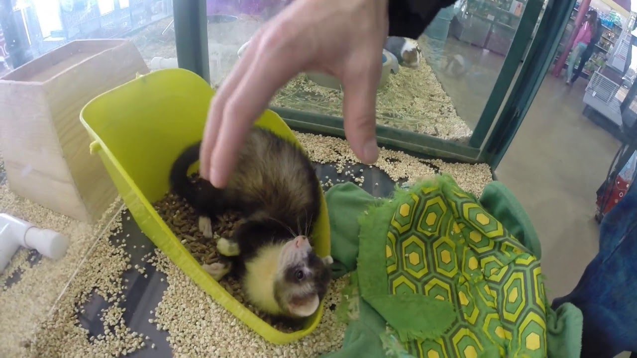 Baby Ferret Bites At My Fingers - YouTube