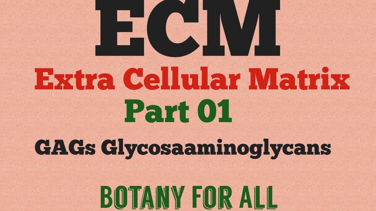 ECM PART 1- Extracellular Matrix in Animals, GAGs Glycosaaminoglycans ...