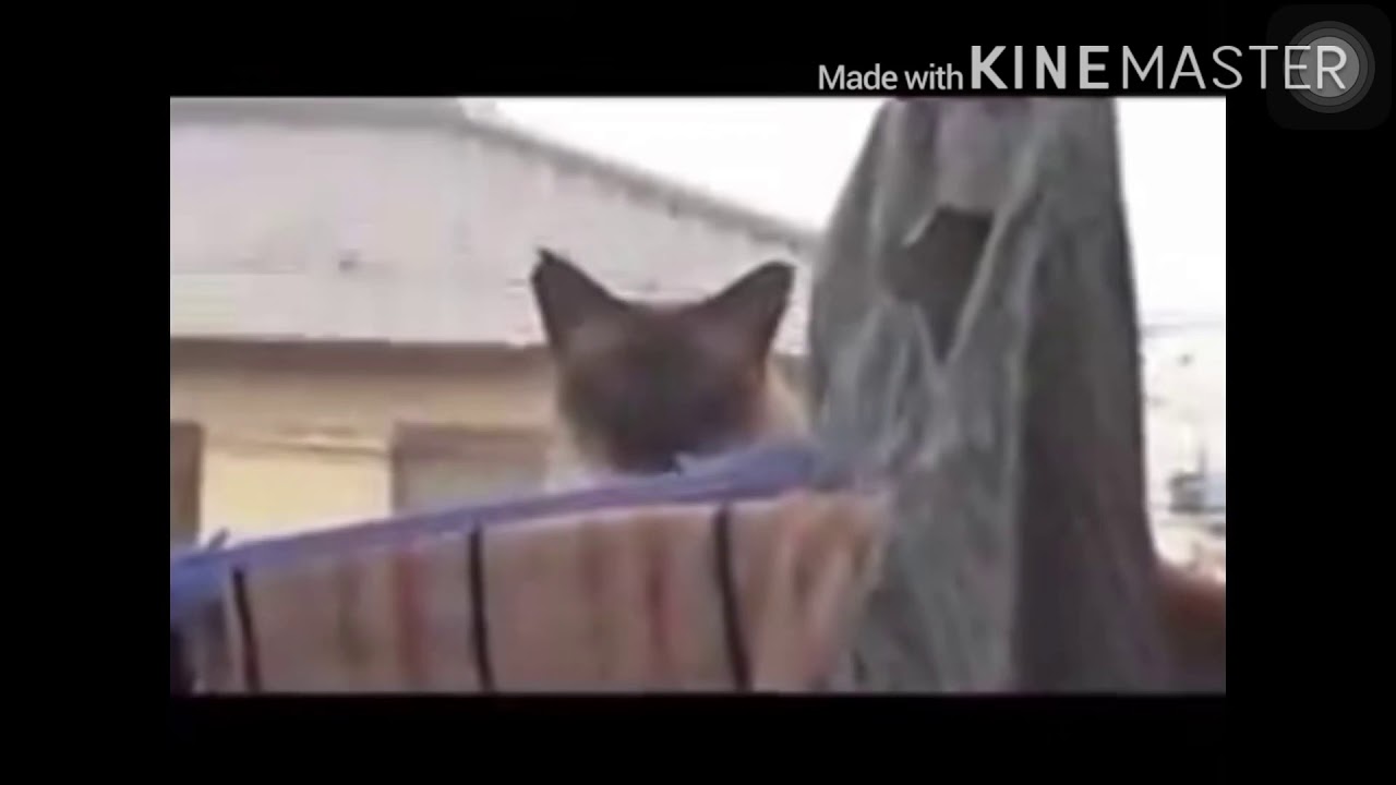 Cat meme (this was a test) - YouTube