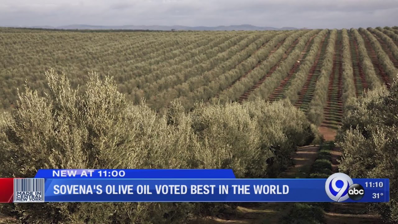 Sovena's olive oil voted "best in the world" - YouTube