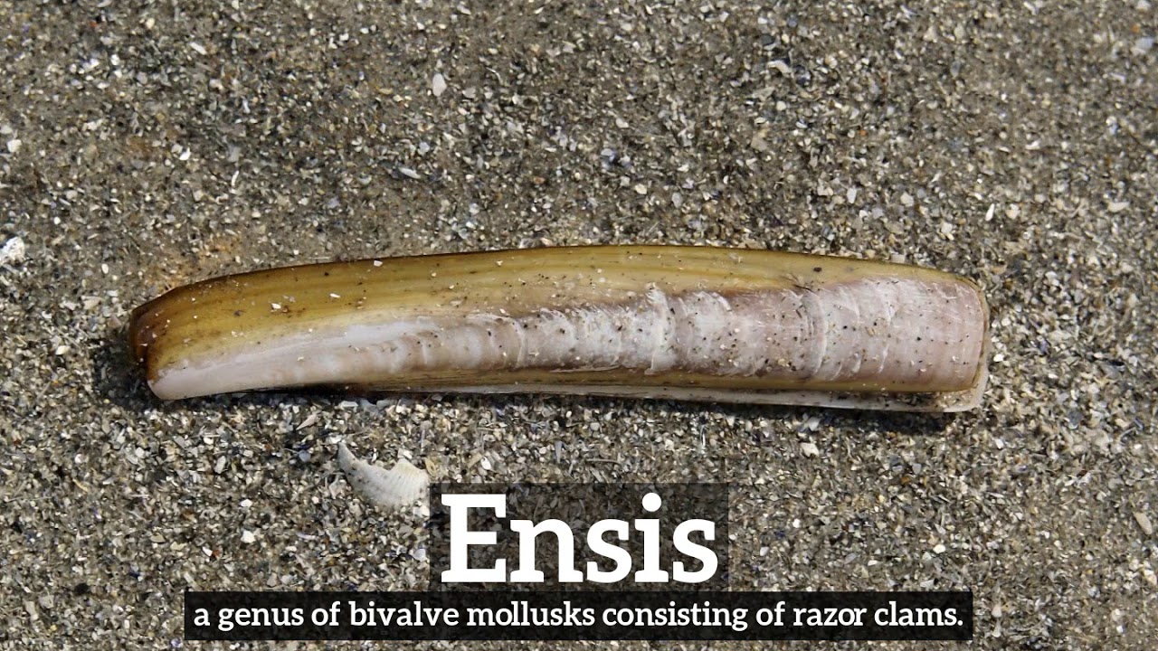 How Does Ensis Look? | How to Say Ensis in English? | What is Ensis ...